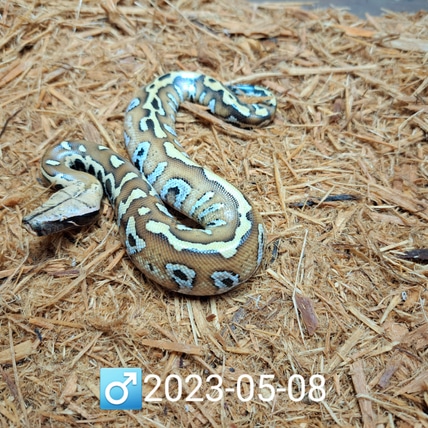 Leach's Python Palace - MorphMarket