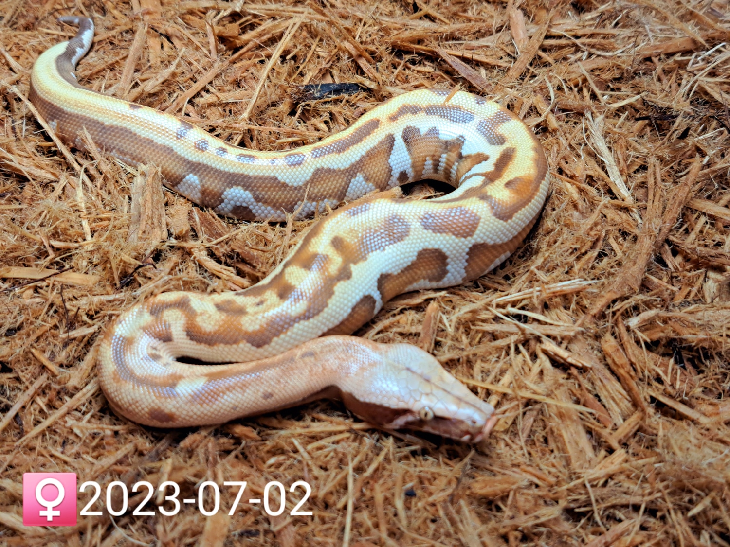 T+ Albino Golden Eye Blood Python by Leach's Python Palace - MorphMarket