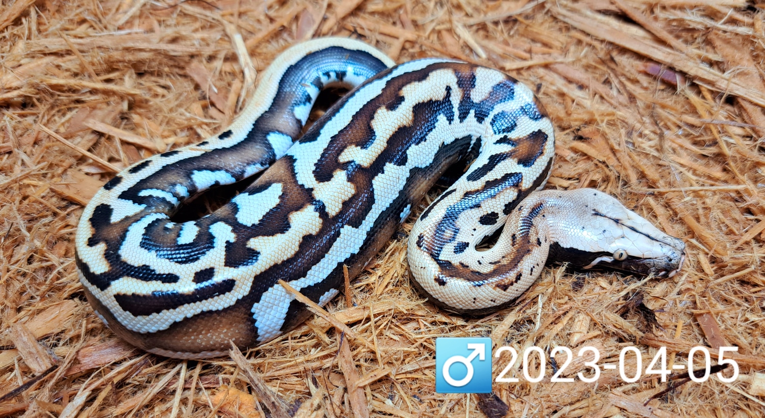 Male Golden Eye Blood Python by Leach's Python Palace - MorphMarket