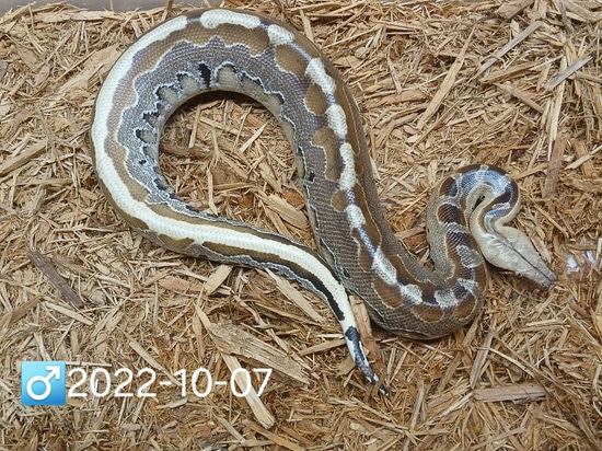 Ultra/Blue Ghost Borneo Borneo Short-Tailed Python by Leach's Python Palace