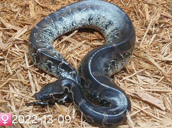 Black Head SSTP Sumatran Short-Tailed Python by Leach's Python Palace