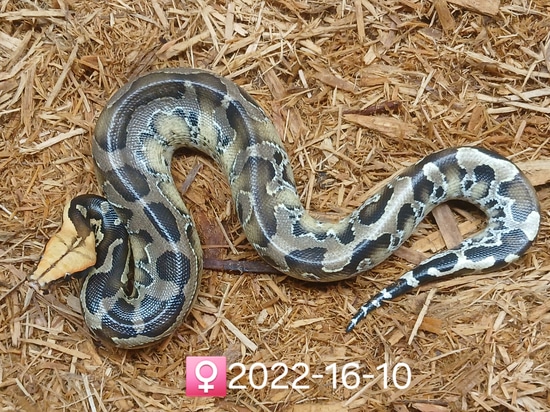 Het Caramel Pumpkin Head SSTP Sumatran Short-Tailed Python by Leach's ...