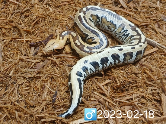 Genetic Stripe Borneo Borneo Short-Tailed Python by Leach's Python Palace