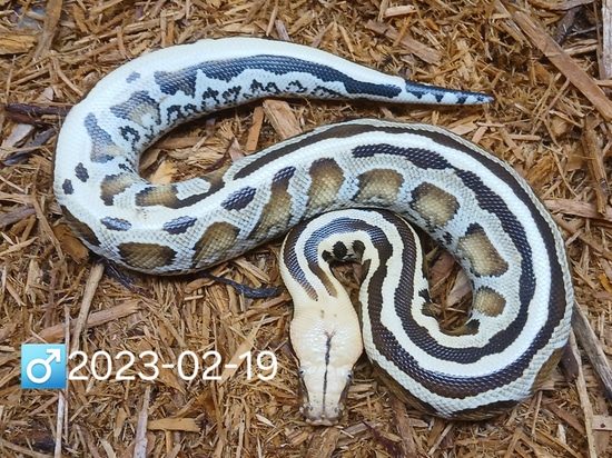 Genetic Stripe Borneo Borneo Short-Tailed Python by Leach's Python Palace