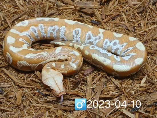 Male T+ Albino Blood Python by Leach's Python Palace