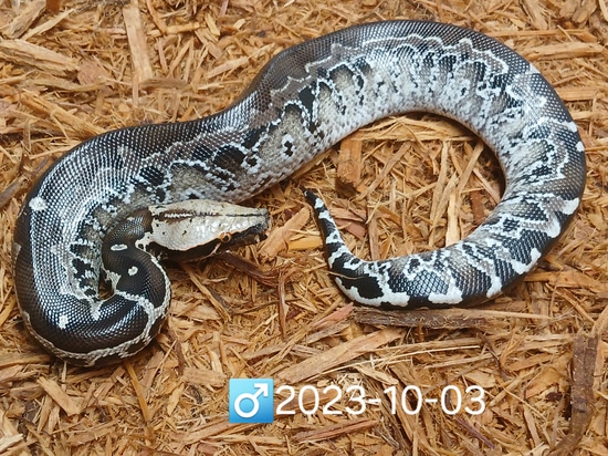 Chrome Head Sumatran Sumatran Short-Tailed Python by Leach's Python Palace