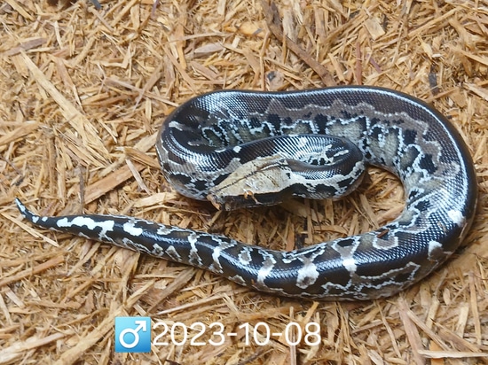 Chrome Head Sumatran Sumatran Short-Tailed Python by Leach's Python Palace