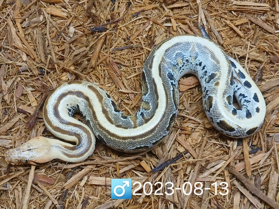 Ghost Ocelot Borneo Borneo Short-Tailed Python by Leach's Python Palace