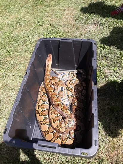 BIG Tame Girl Reticulated Python by Leach's Python Palace