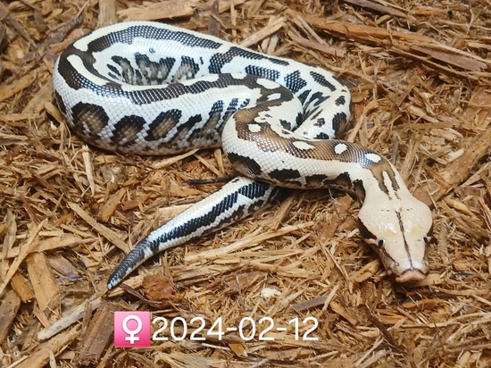 Genetic Stripe Borneo Borneo Short-Tailed Python by Leach's Python Palace