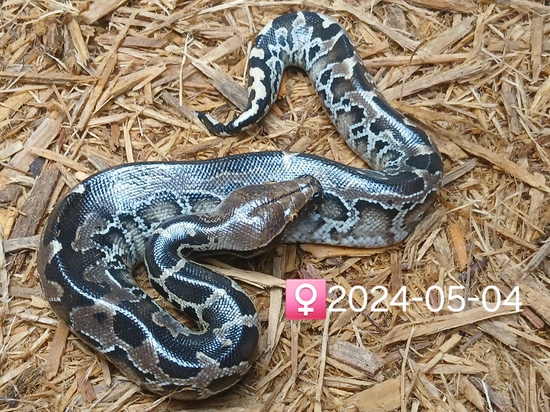 Black Head SSTP Sumatran Short-Tailed Python by Leach's Python Palace