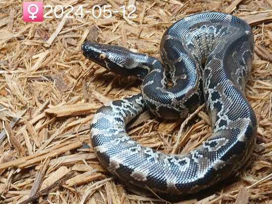 Black Head SSTP Sumatran Short-Tailed Python by Leach's Python Palace