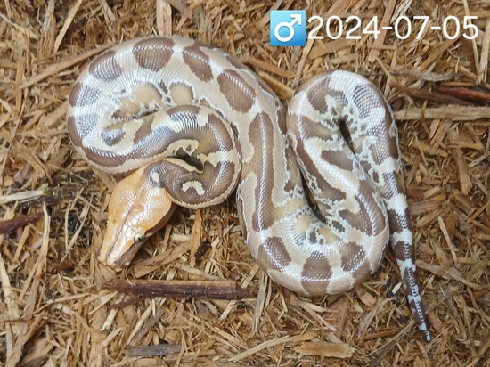 Caramel Pumpkin Head SSTP Sumatran Short-Tailed Python by Leach's ...