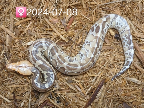 Caramel Pumpkin Head SSTP Sumatran Short-Tailed Python by Leach's ...