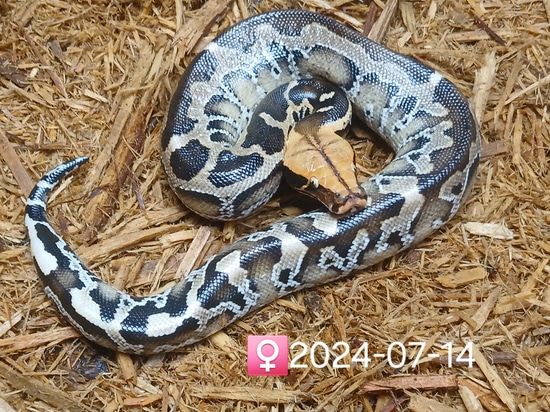Het Caramel Pumpkin Head SSTP Sumatran Short-Tailed Python by Leach's ...