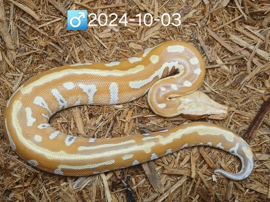 T+ Albino Blood Blood Python by Leach's Python Palace