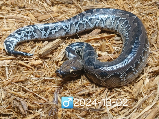 Black Head SSTP Sumatran Short-Tailed Python by Leach's Python Palace
