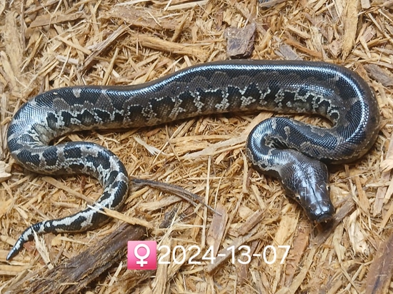 Black Head SSTP Sumatran Short-Tailed Python by Leach's Python Palace