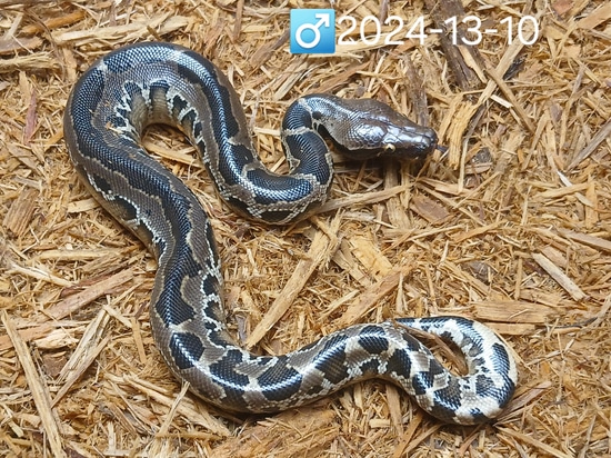 Black Head SSTP Sumatran Short-Tailed Python by Leach's Python Palace