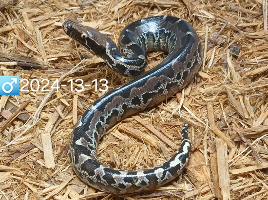 Black Head SSTP Sumatran Short-Tailed Python by Leach's Python Palace