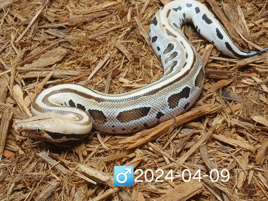 Ghost Ocelot Borneo Borneo Short-Tailed Python by Leach's Python Palace