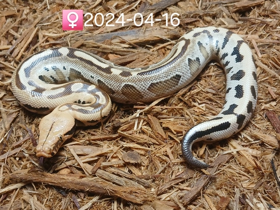 Ghost Ocelot Borneo Borneo Short-Tailed Python by Leach's Python Palace