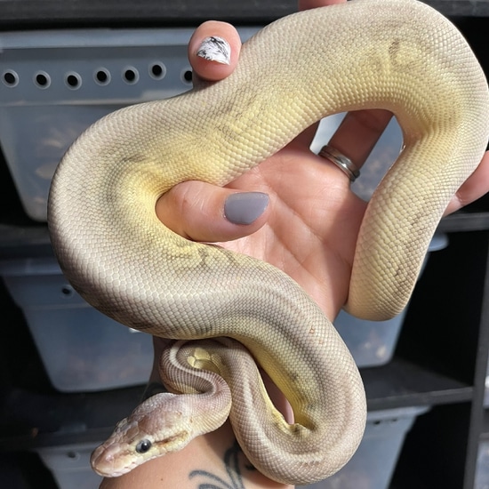 Purple Passion Fire Ball Python by Voodoo Balls