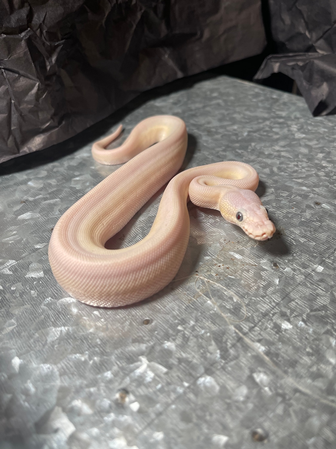 Lesser Mojave Ball Python by Voodoo Balls - MorphMarket