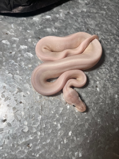 Super Pastel Mojave Phantom Ball Python by Voodoo Balls