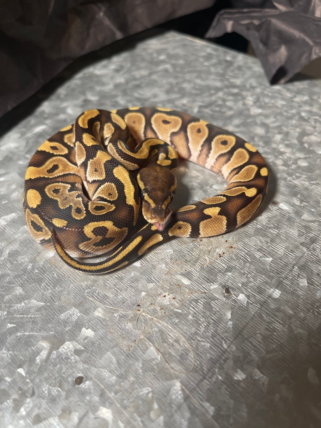 Chocolate Ball Python by Voodoo Balls - MorphMarket