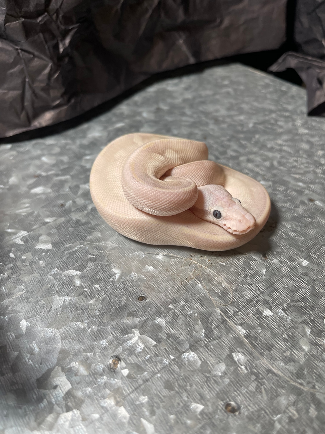Super Pastel Purple Passion Ball Python by Voodoo Balls - MorphMarket