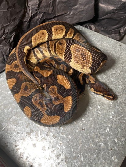 Sable Ball Python by Voodoo Balls
