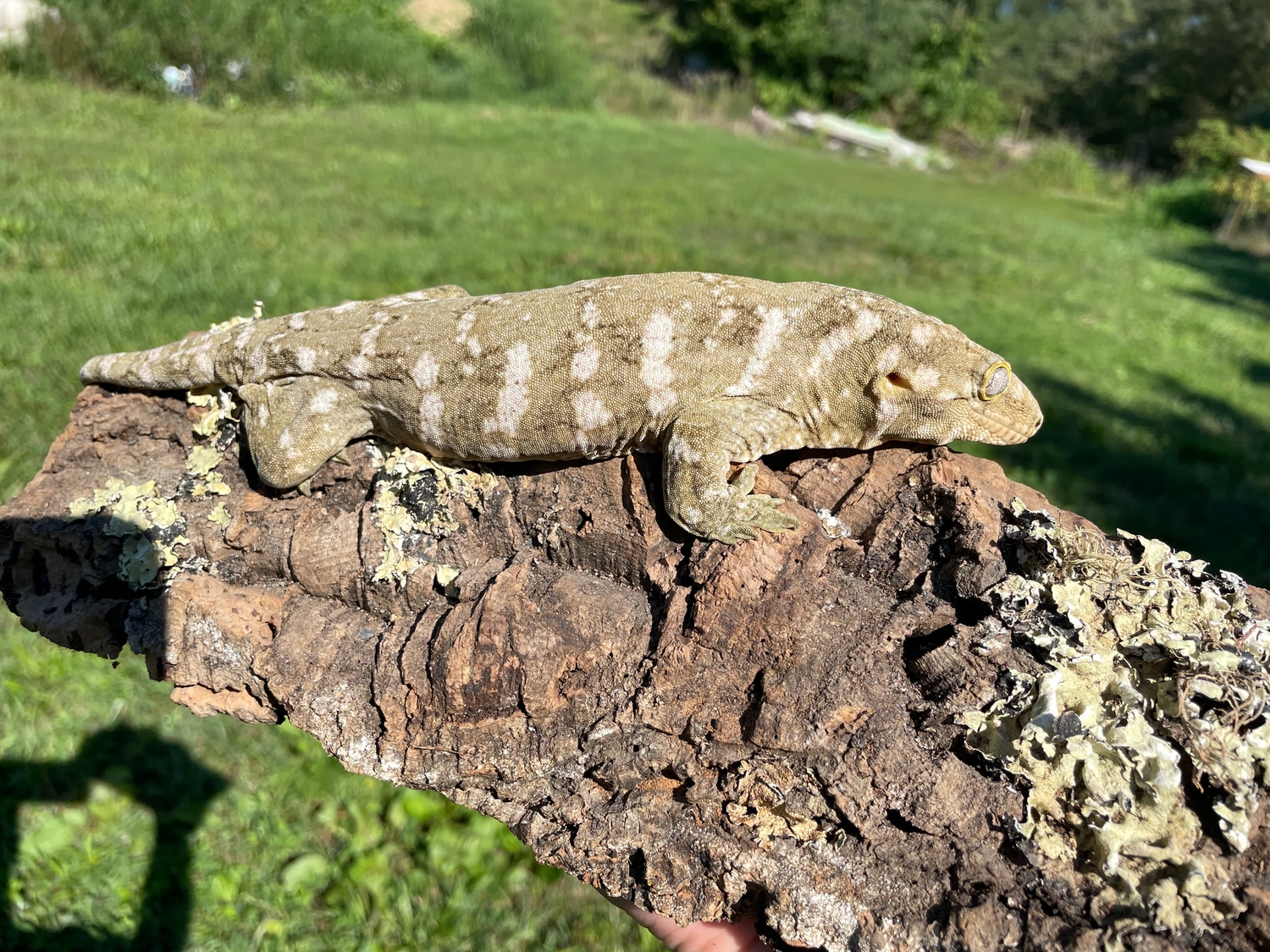 Nuu Ami X High Color Leachianus Gecko by LeafTails - MorphMarket