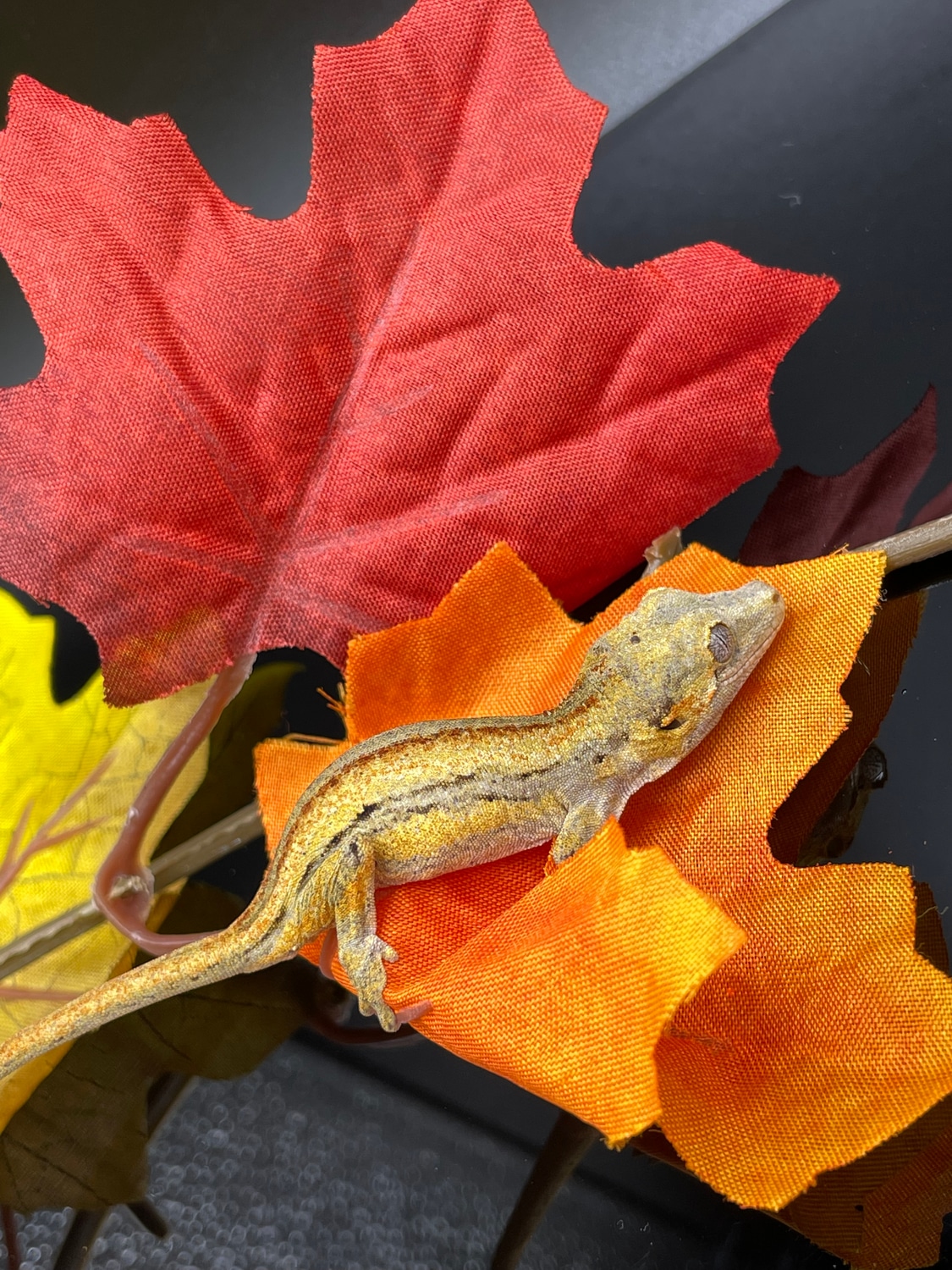 Yellow Base Six Stripe Gargoyle Gecko by LeafTails - MorphMarket