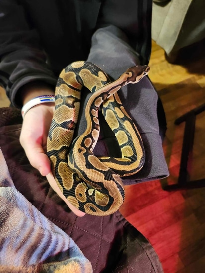Pastel Het Sunset Ball Python by DOUBLE Xx Pythons