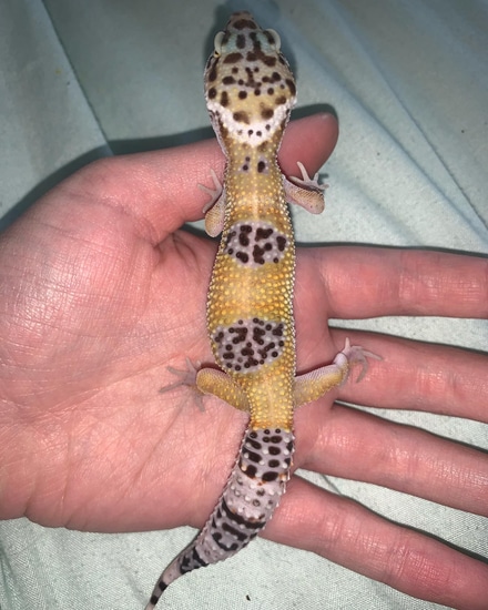 W&Y High Contrast Mack Snow HET RAPTOR Leopard Gecko by Lea's Leo's