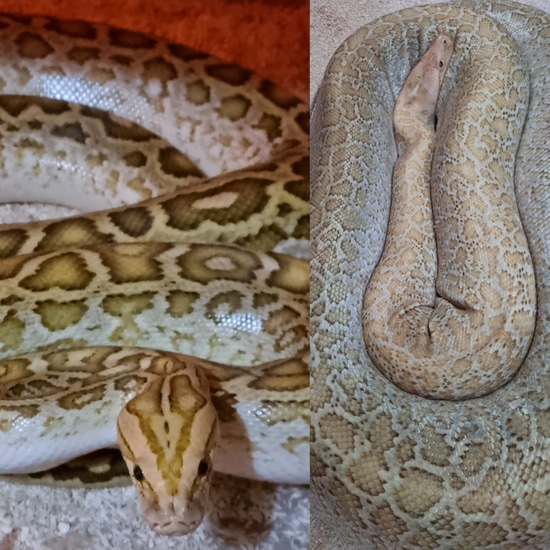 PAIR Hypo Granite Het Albino X Half Drawf Hypo Het Albino Granite ...