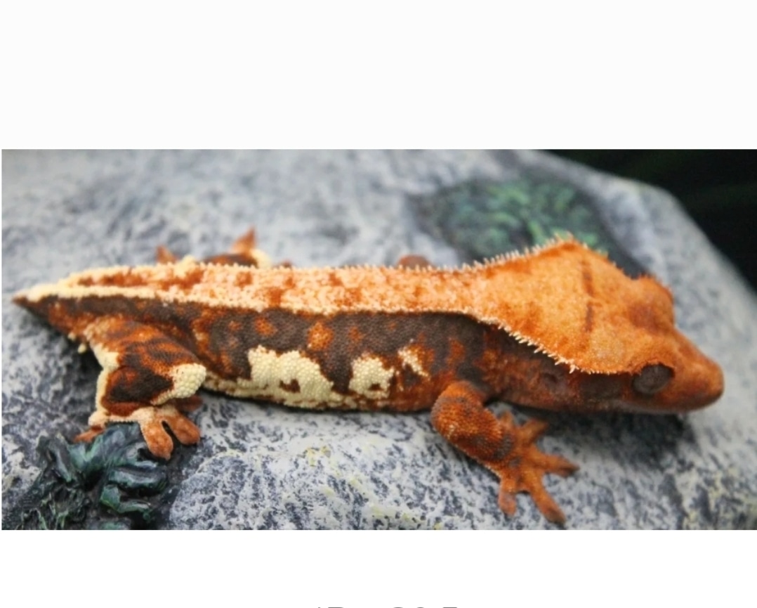 Tangerine Lilly White Crested Gecko by Leaping Cresties - MorphMarket
