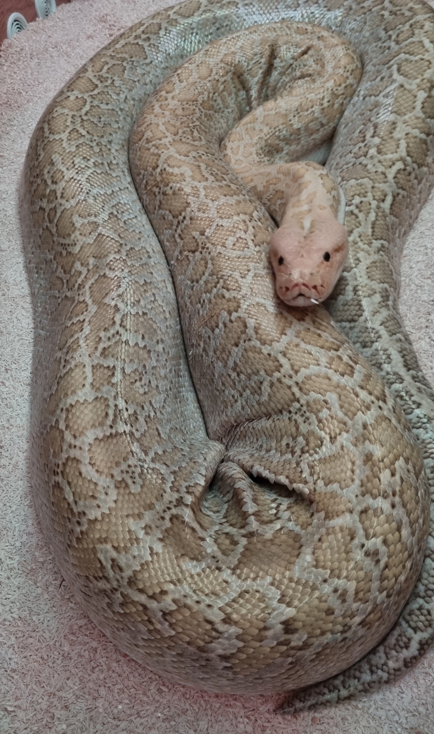 Hypo Granite Het Albino CB Burmese Python by Leaping Cresties - MorphMarket