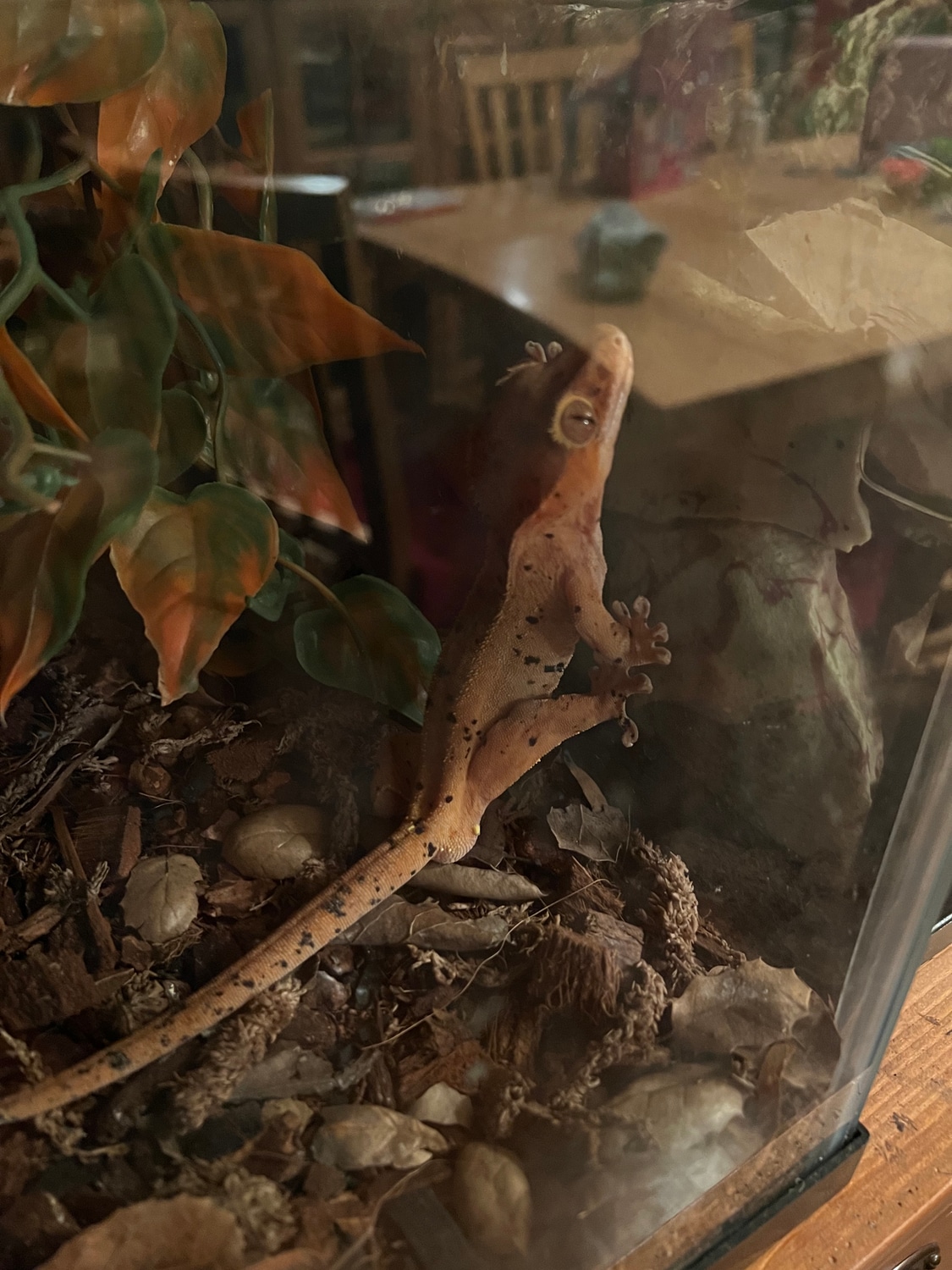 Leaping’ Lizards Crested Geckos's Collection - MorphMarket