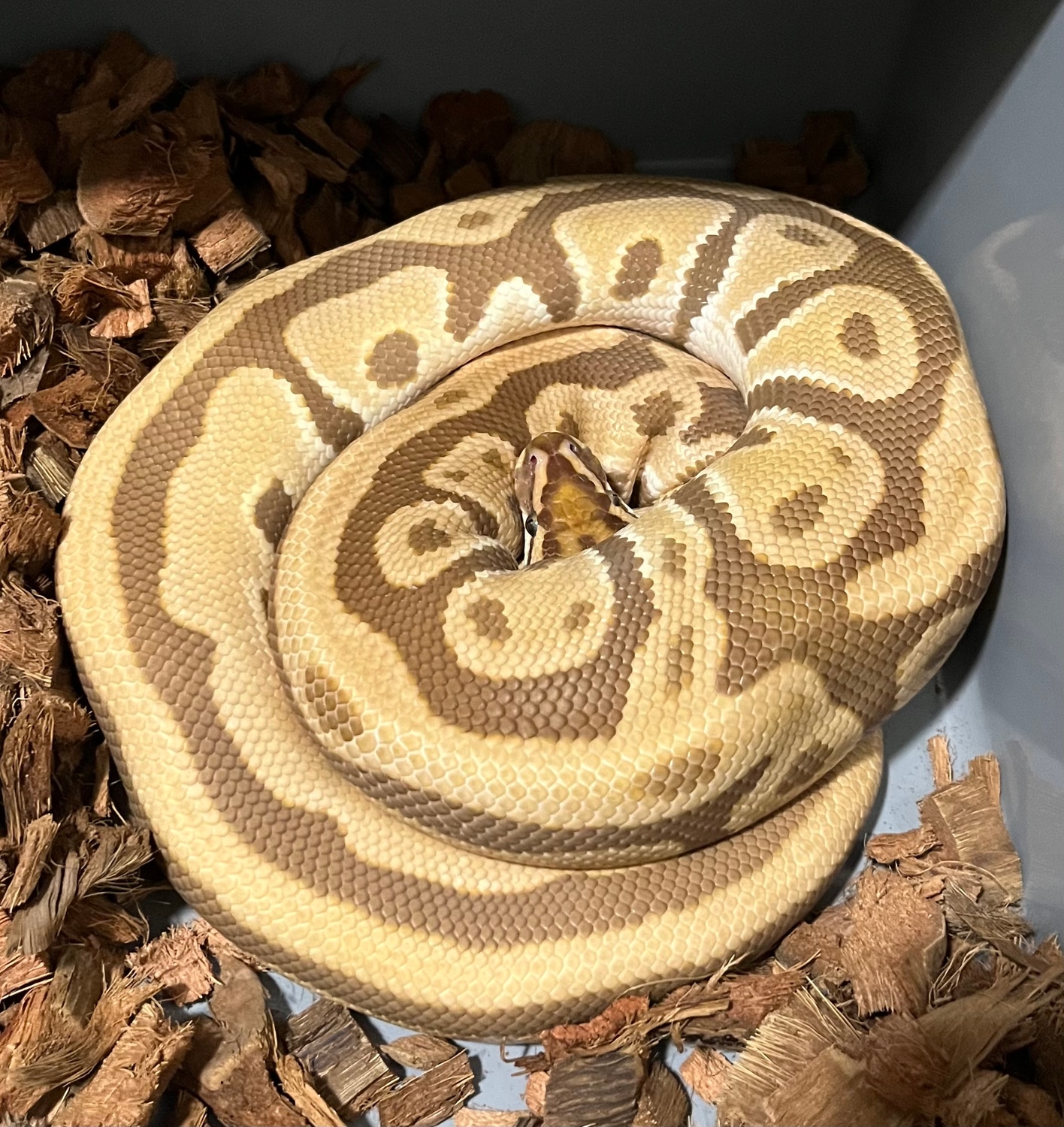 Leopard Orange Dream Ultramel Ball Python by Royally Morphed Pythons ...
