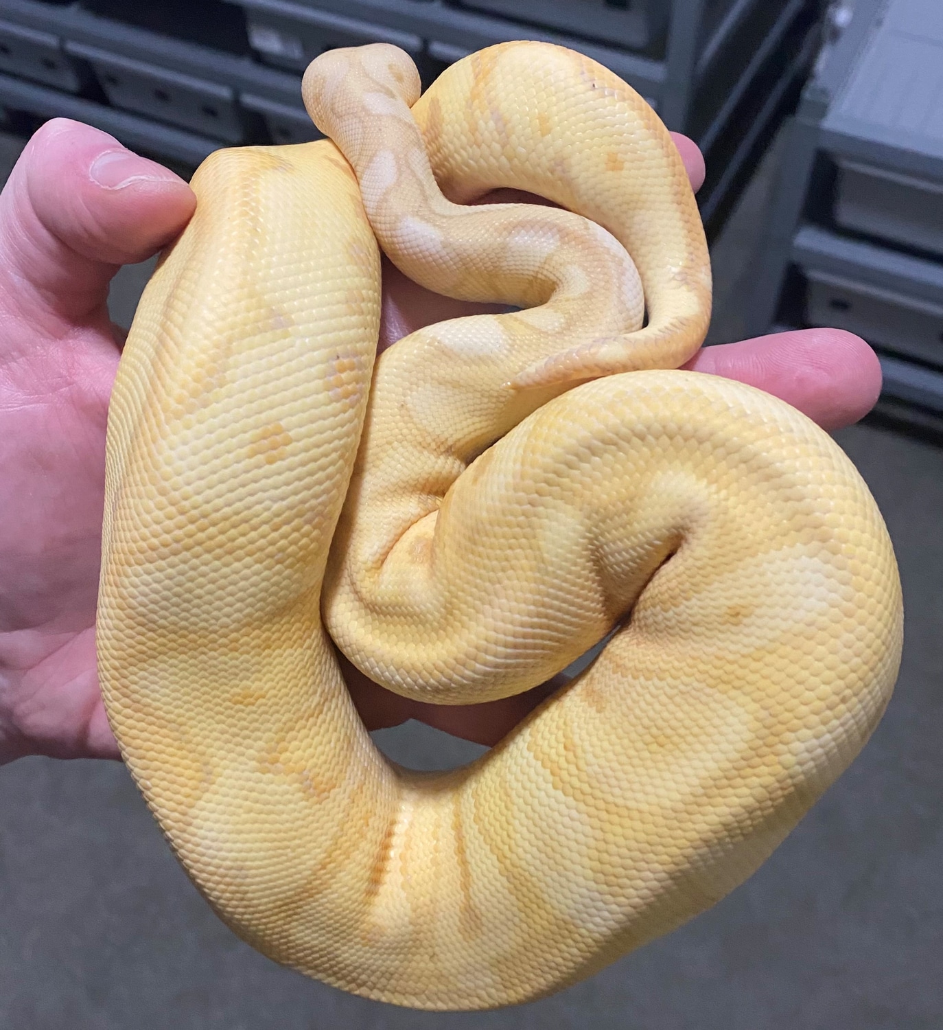 Pastel Banana Yellowbelly Clown Ball Python by Royally Morphed Pythons ...