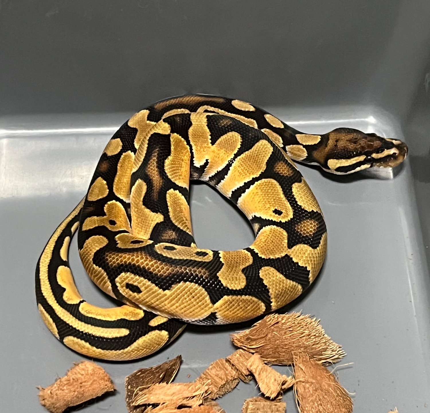 Super Orange Dream 100% Het Ultramel Ball Python by Royally Morphed ...