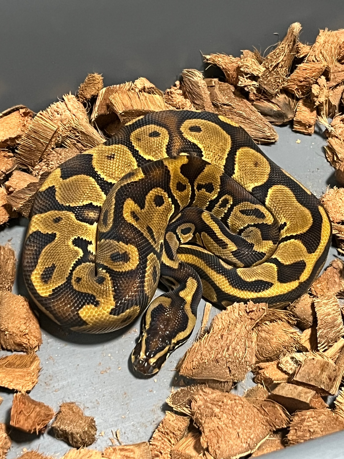 Orange Dream Enchi Leopard 100% Het Ultramel Ball Python by Royally ...