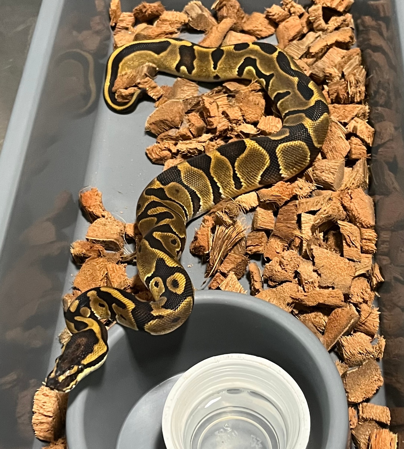 Leopard Enchi 100% Het Ultramel *Free Shipping* Ball Python by Royally ...