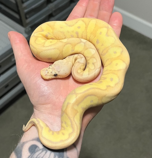 Pastel Banana YB Clown Ball Python by Royally Morphed Pythons