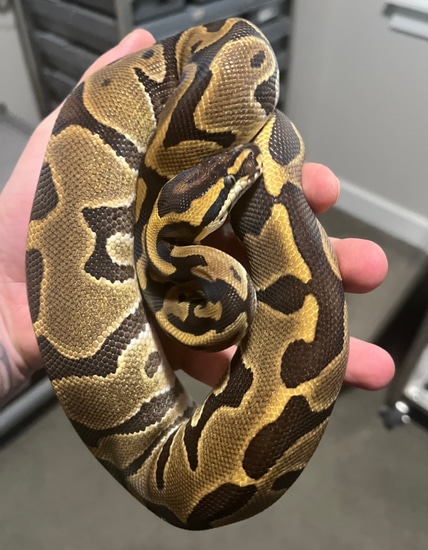 Leopard Enchi 100% Het Ultramel *Free Shipping* Ball Python by Royally ...