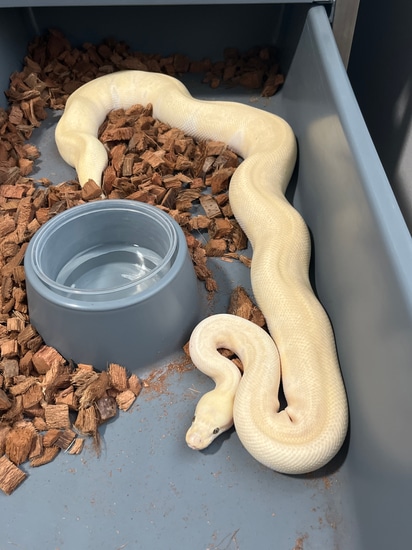 Banana Butter Enchi Pinstrpe Ball Python by Royally Morphed Pythons