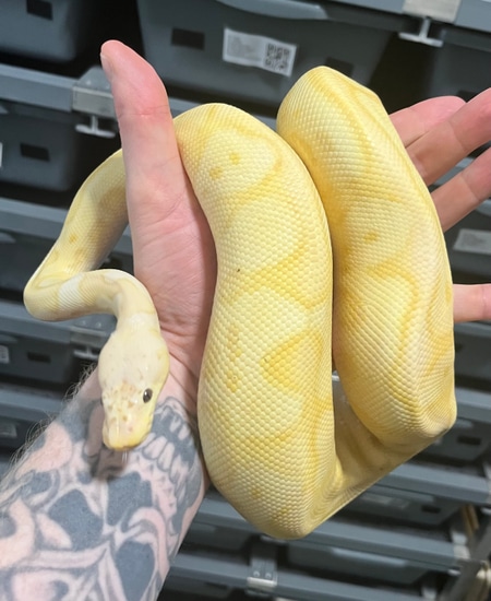 RTB Pastel Banana YB Clown Ball Python by Royally Morphed Pythons