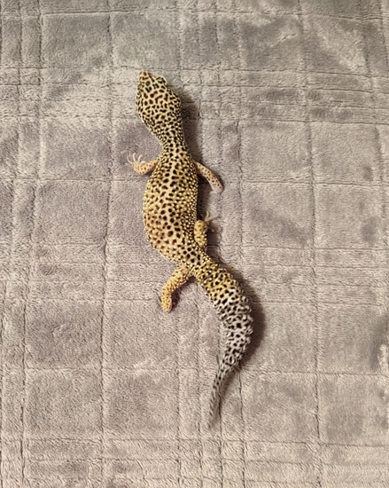 *FREE SHIPPING* Female Rescue Leopard Gecko by Leckgo's Lair
